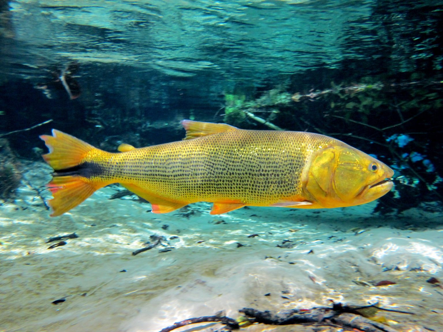 Chamadas abertas – FUNDECT